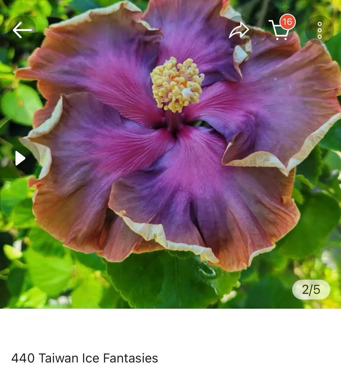 Hibiscus Taiwan Ice Fantasies (440) - ThaiFlora