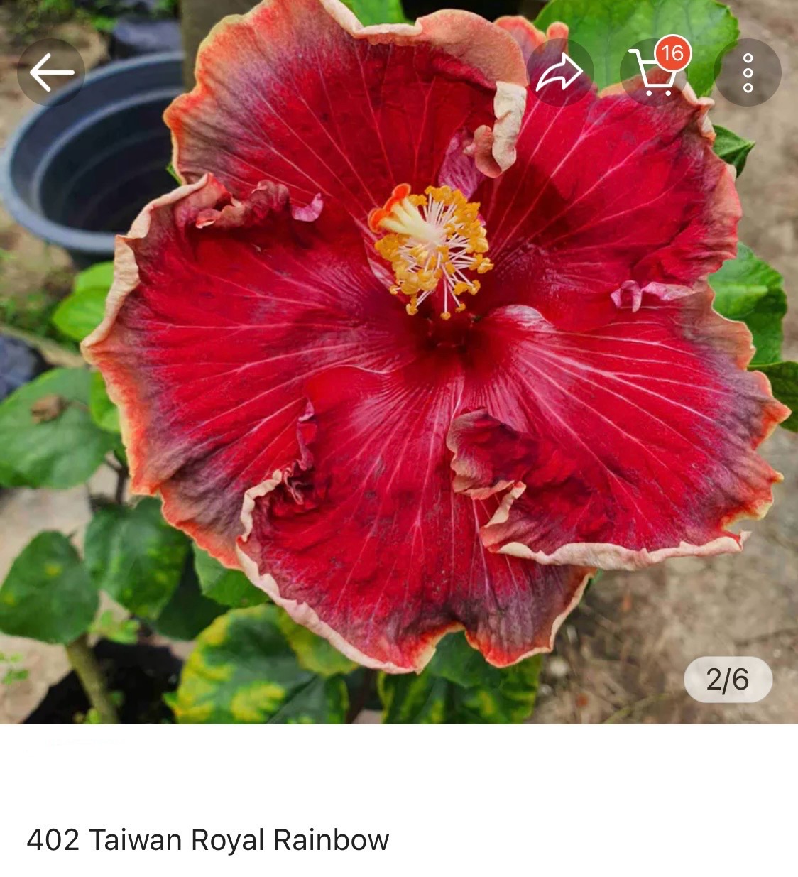 Hibiscus Taiwan Royal Rainbow (402) - ThaiFlora
