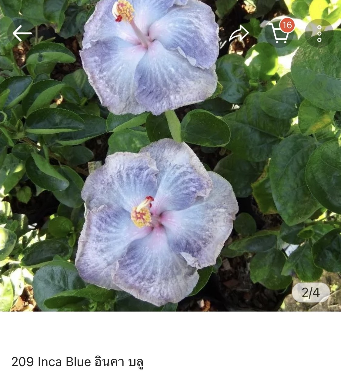 Hibiscus Inca Blue (209) - ThaiFlora