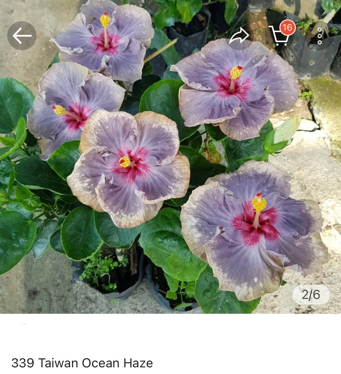 Hibiscus Taiwan Ocean Haze (339) - ThaiFlora