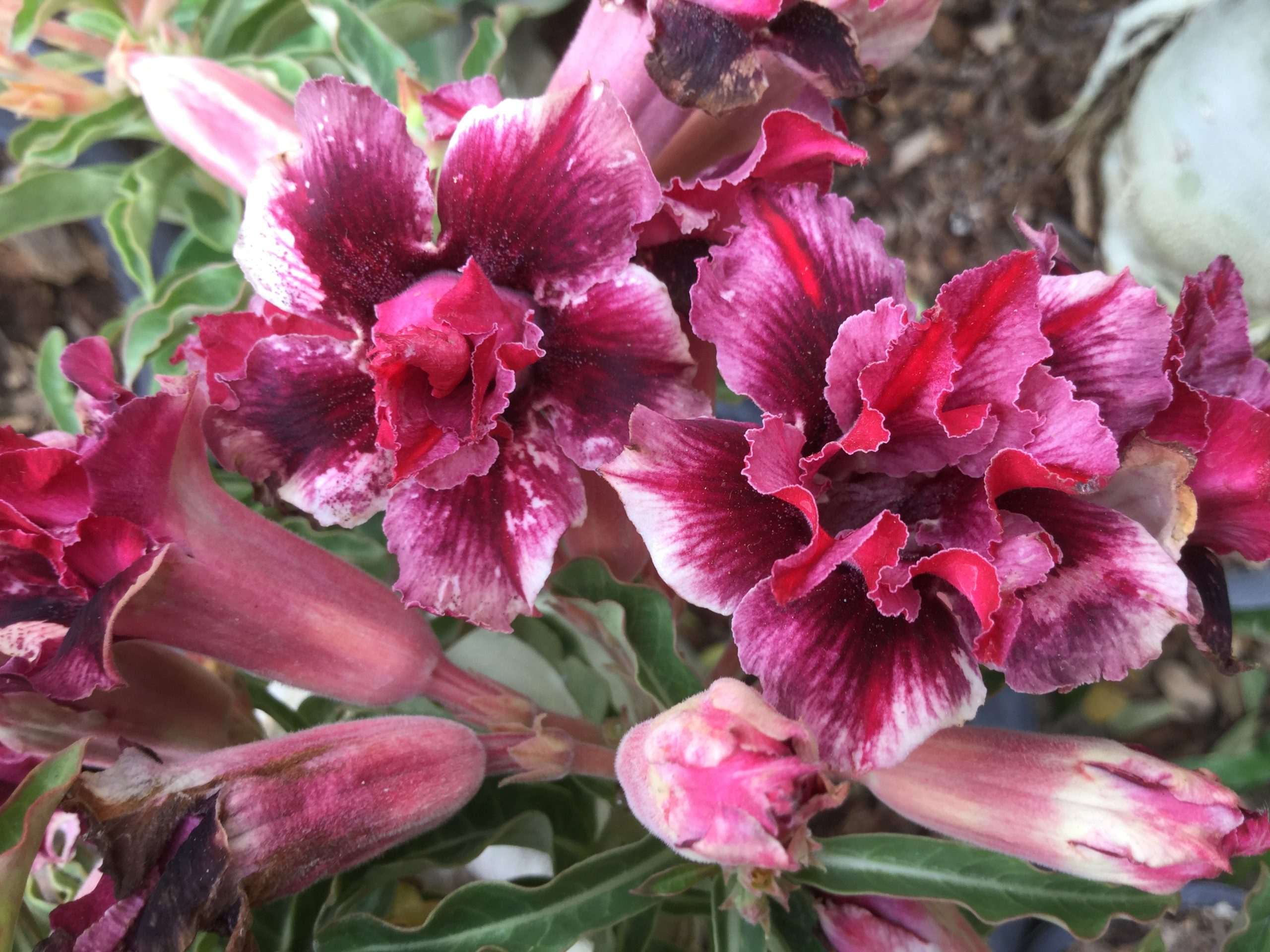 Adenium Sakada Double - ThaiFlora