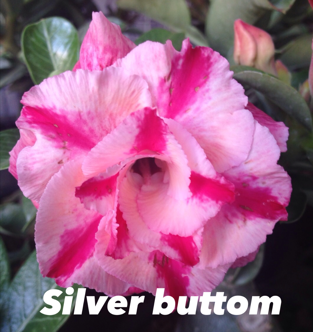 Adenium Silver Buttle - ThaiFlora