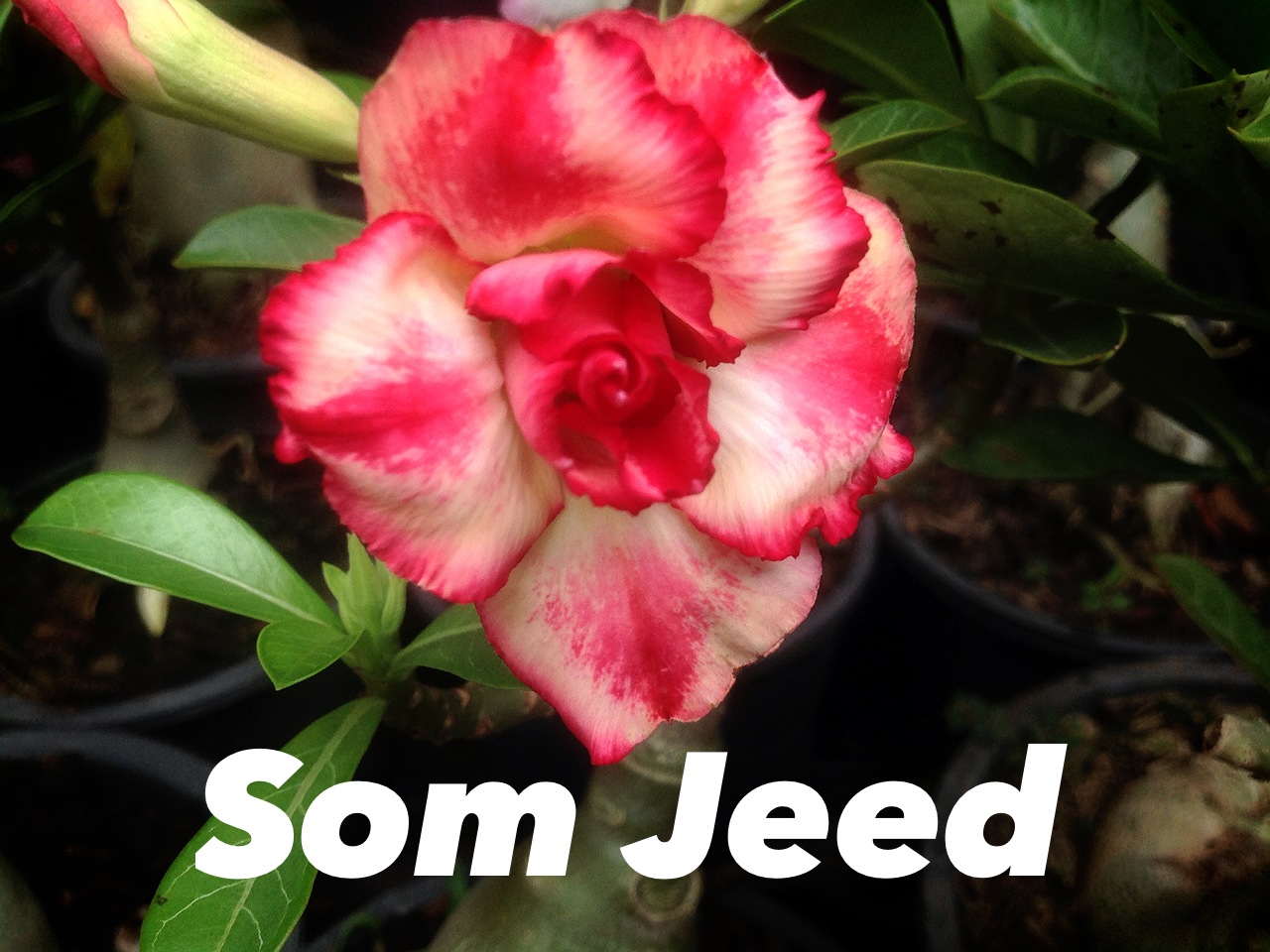 Adenium Soom Jeed - ThaiFlora