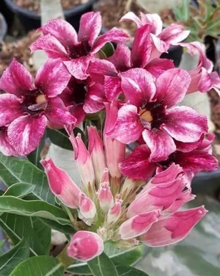 Adenium Start Purple - ThaiFlora
