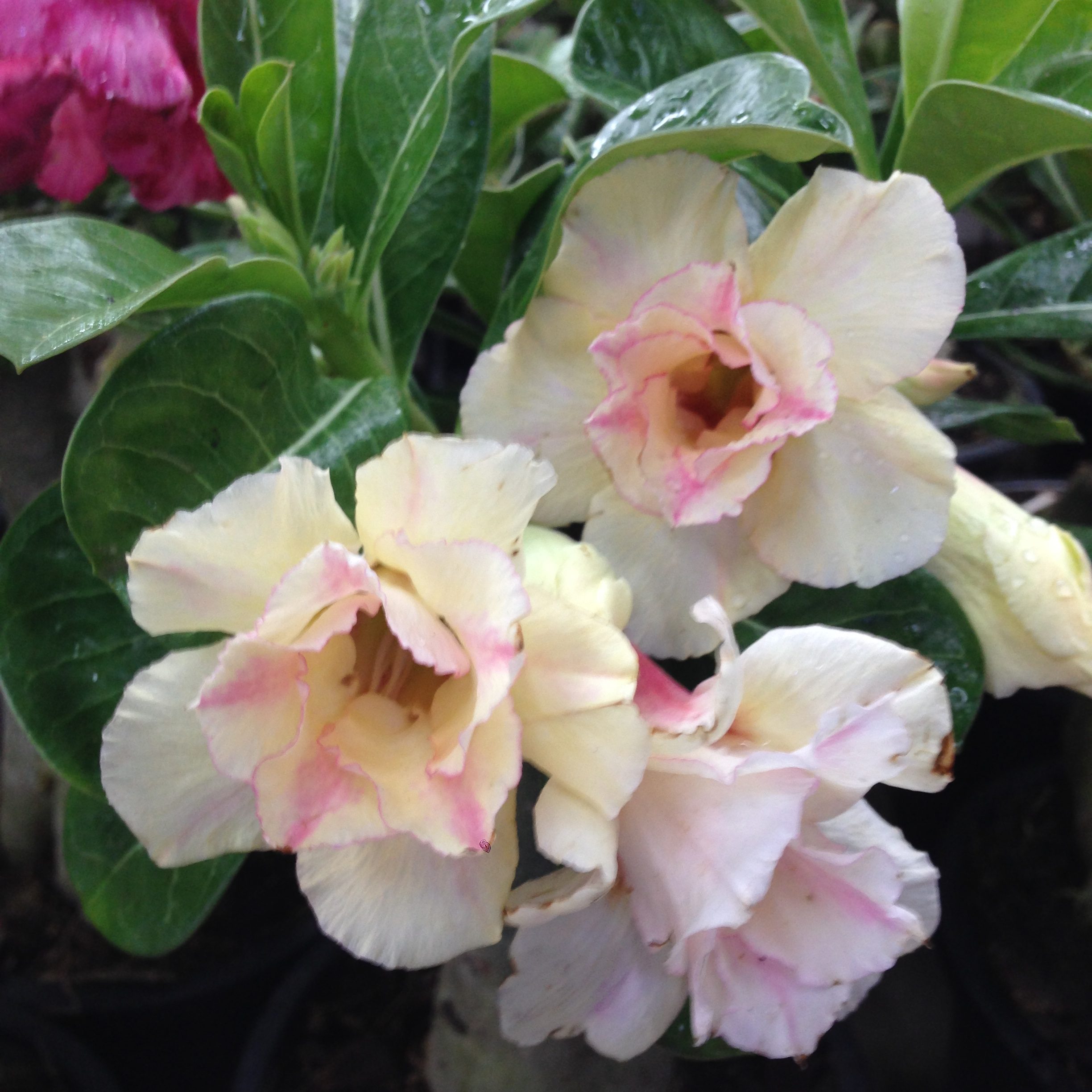 Adenium Taiwan Yellow - ThaiFlora
