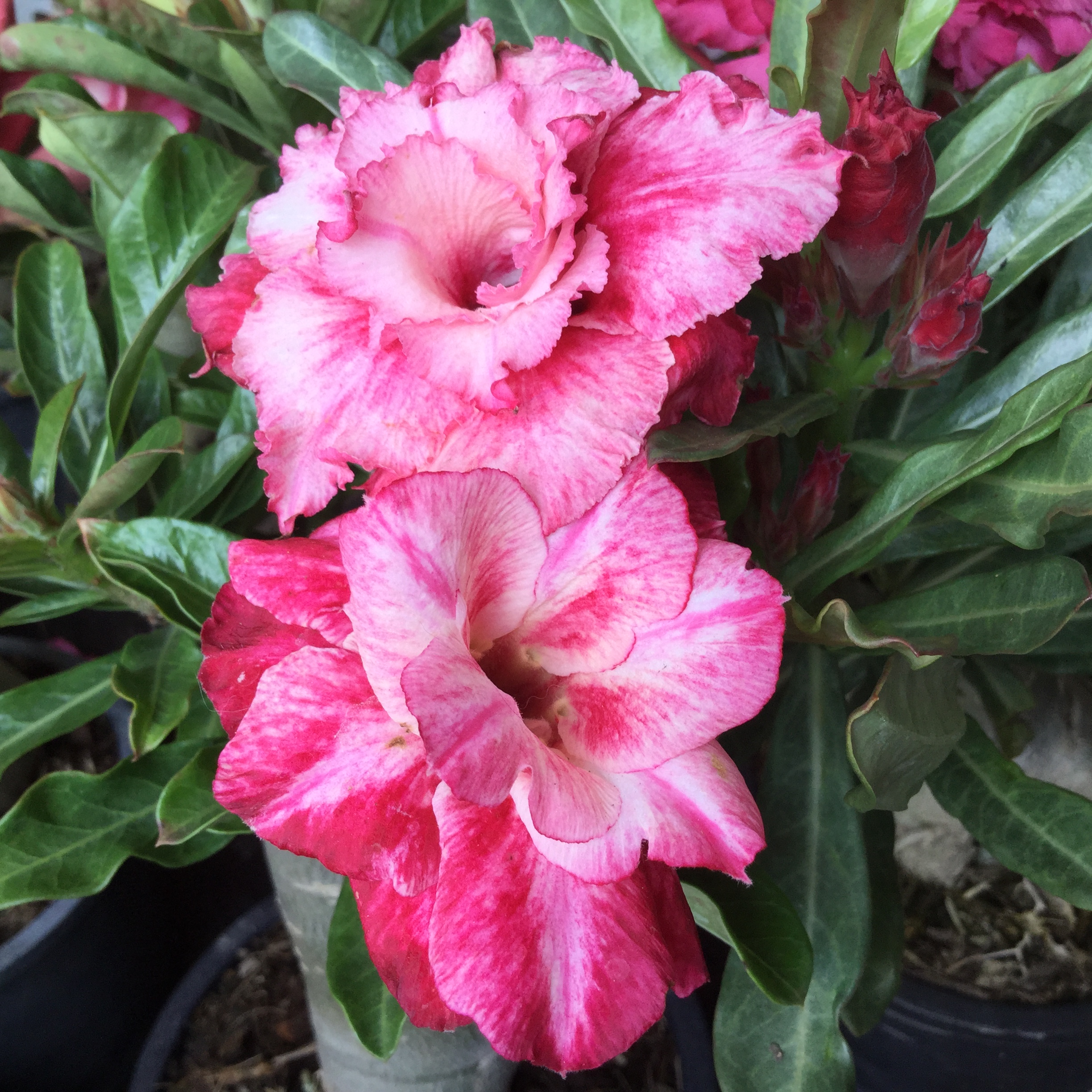 Adenium Taiwan Pink - ThaiFlora