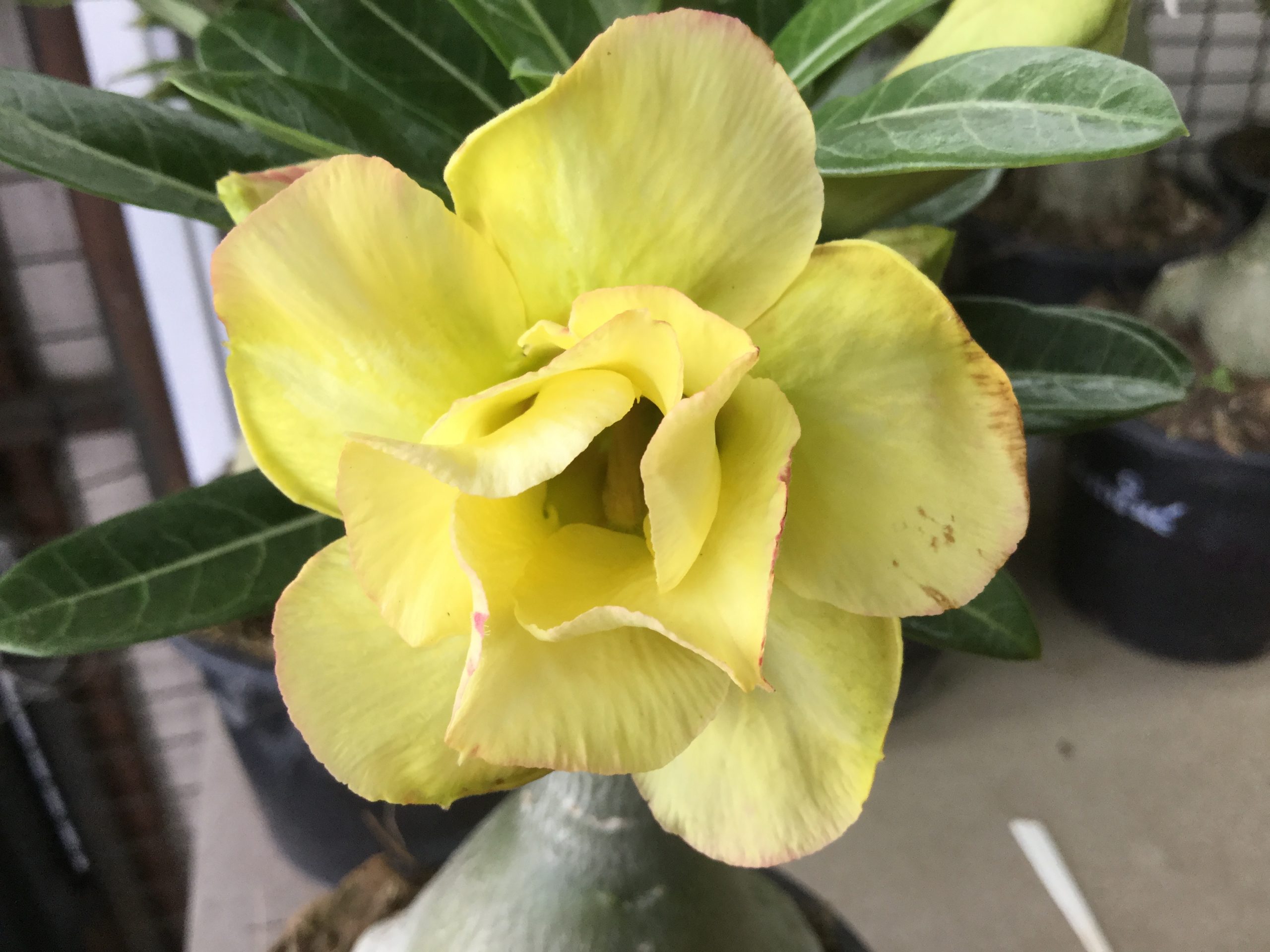 Adenium Thong Ang - ThaiFlora