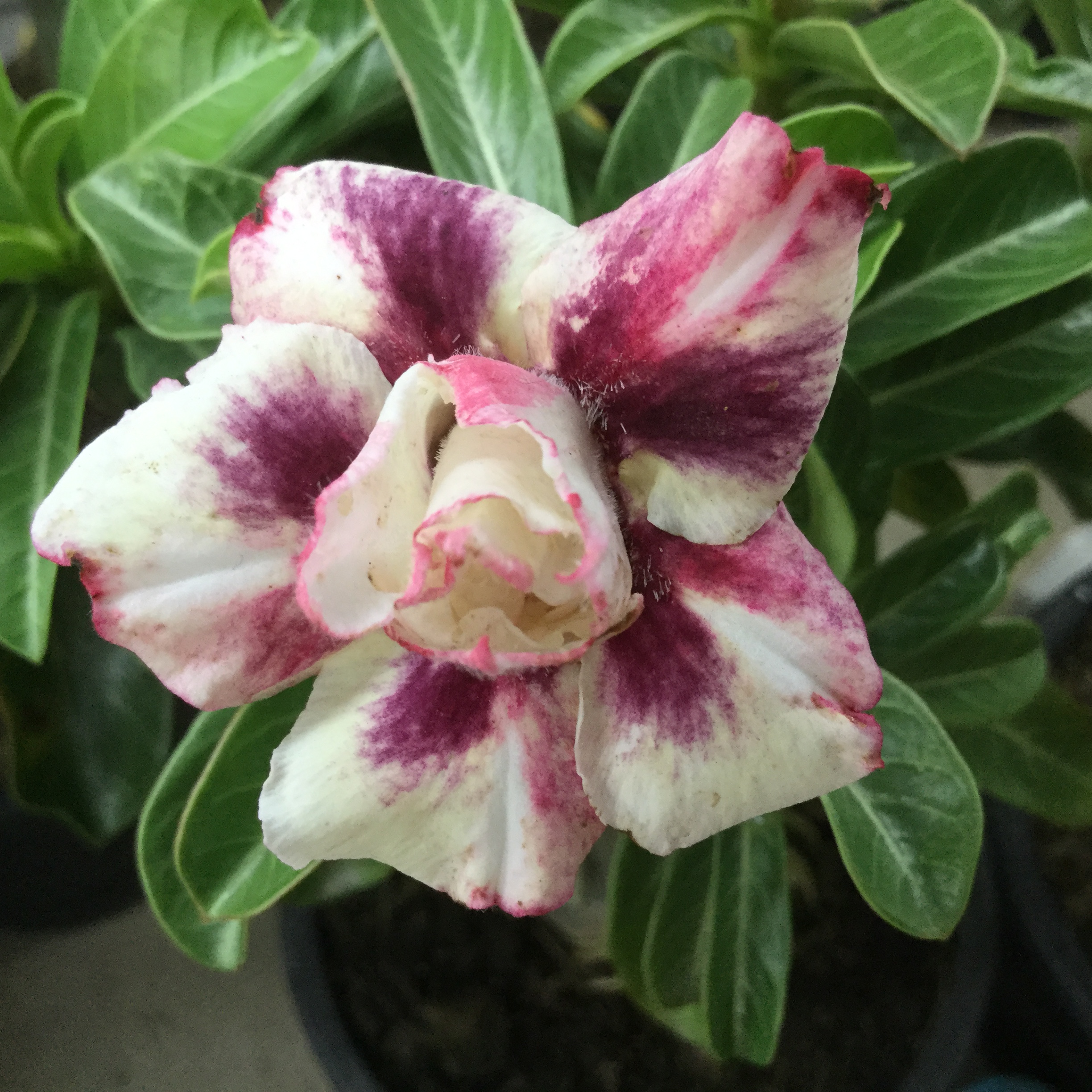 Adenium Three Weather - ThaiFlora