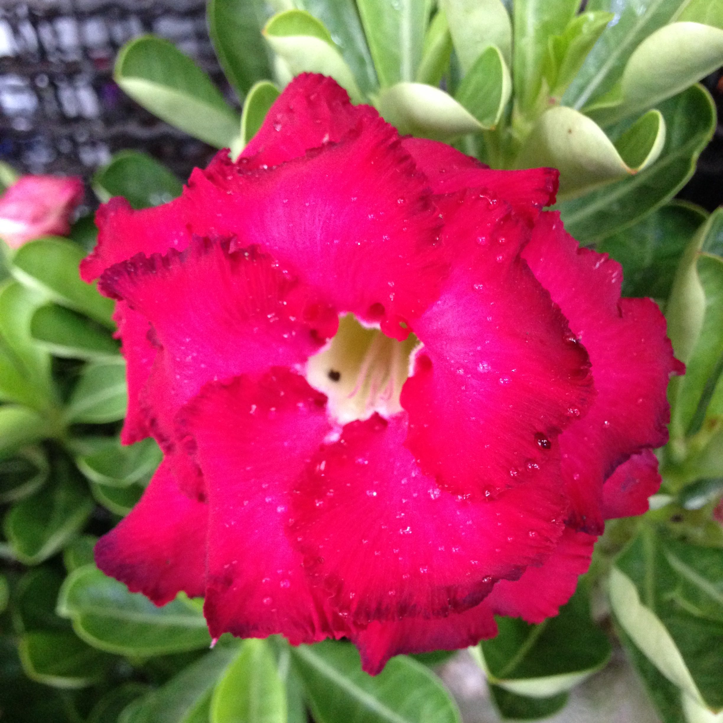 Adenium Triple Red - ThaiFlora