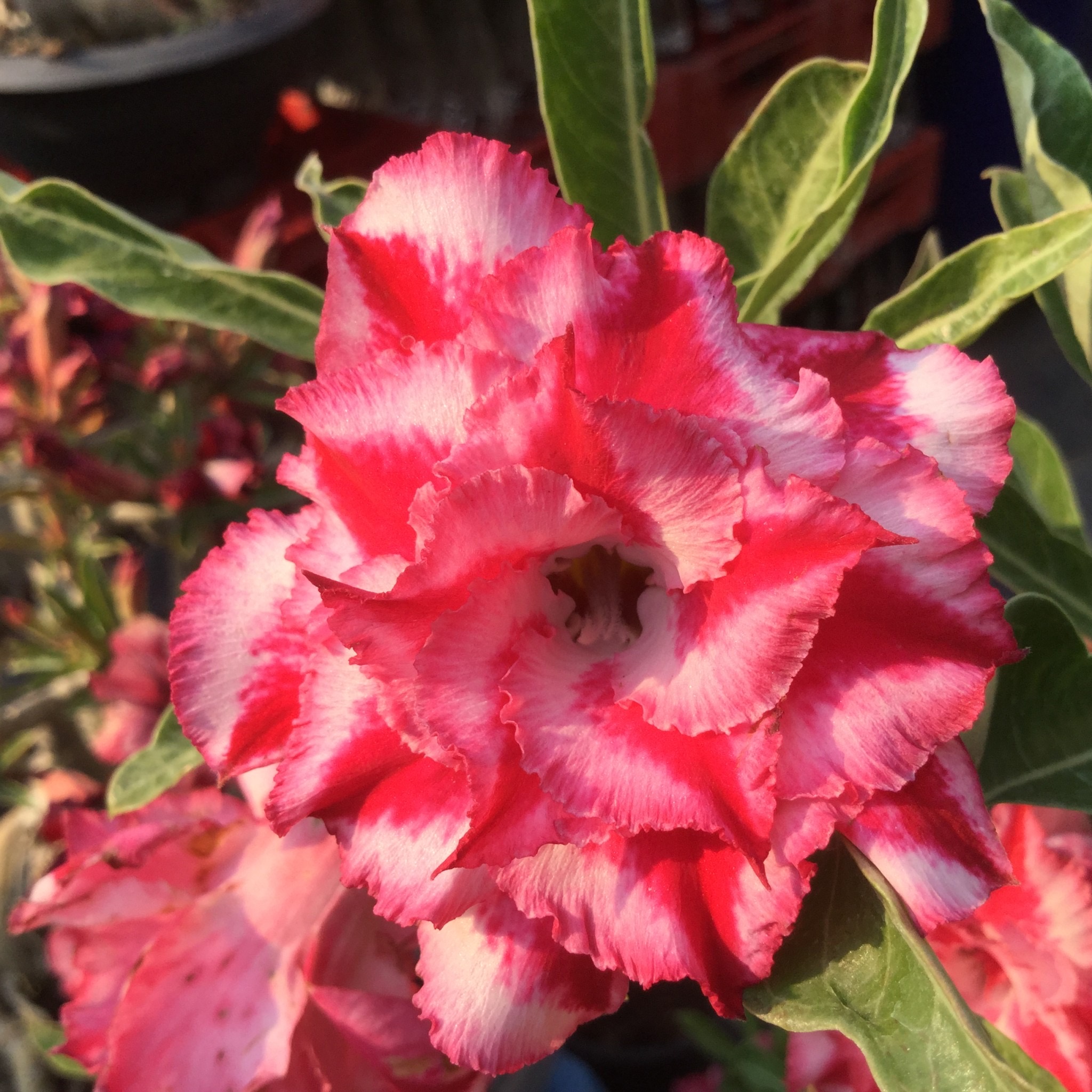 Adenium Triple Star - ThaiFlora