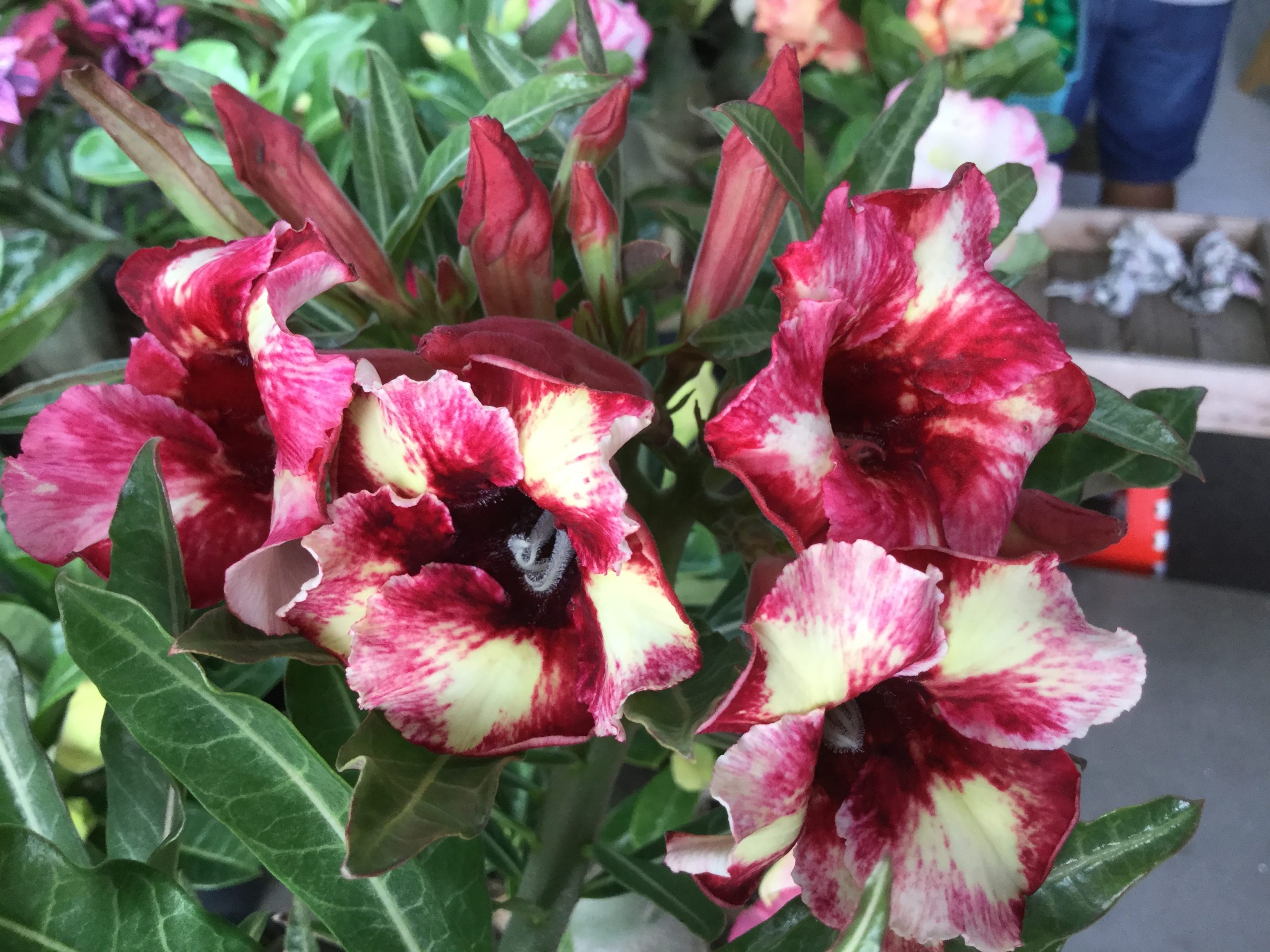 Adenium Vietnam Variety - ThaiFlora