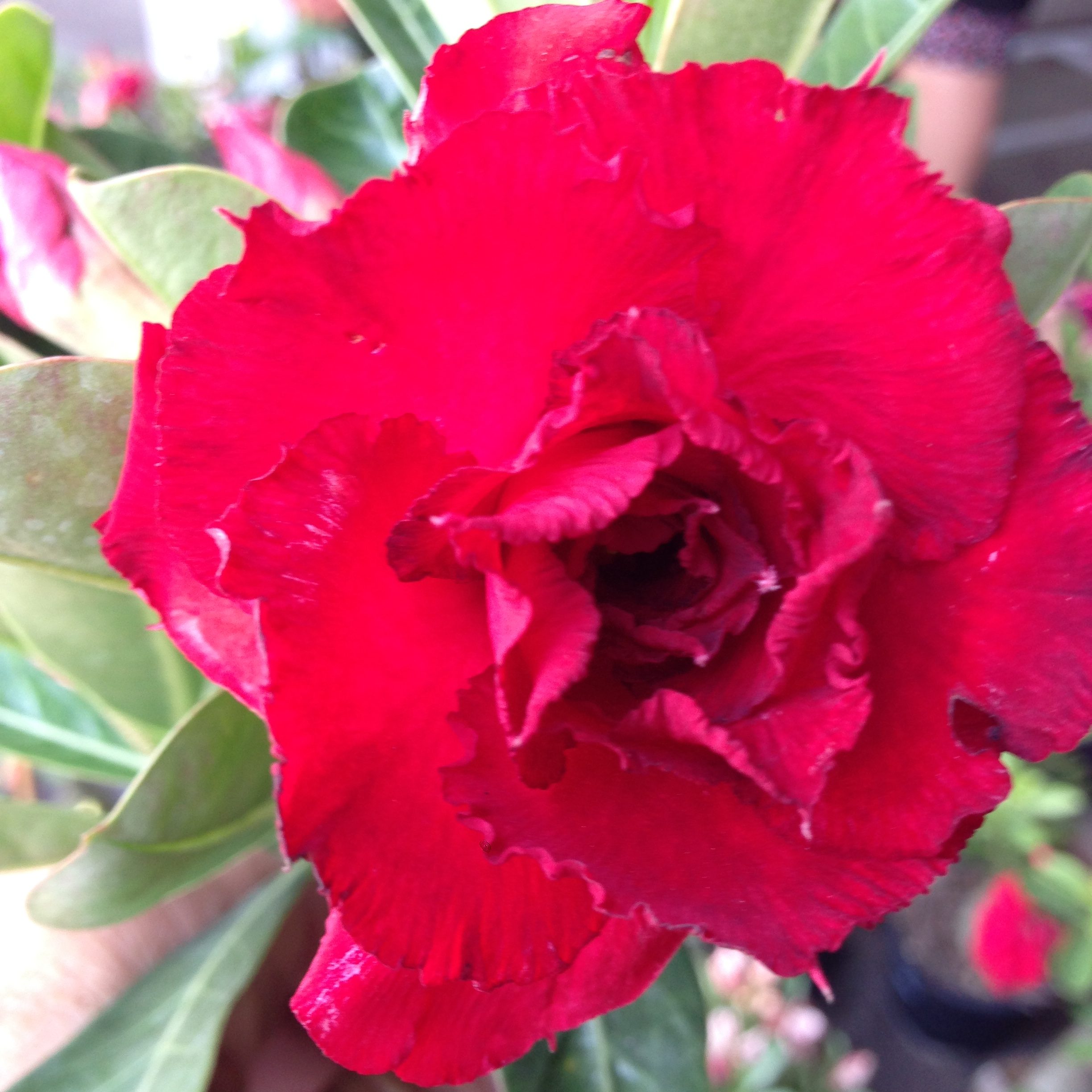 Adenium Vietnam red - ThaiFlora