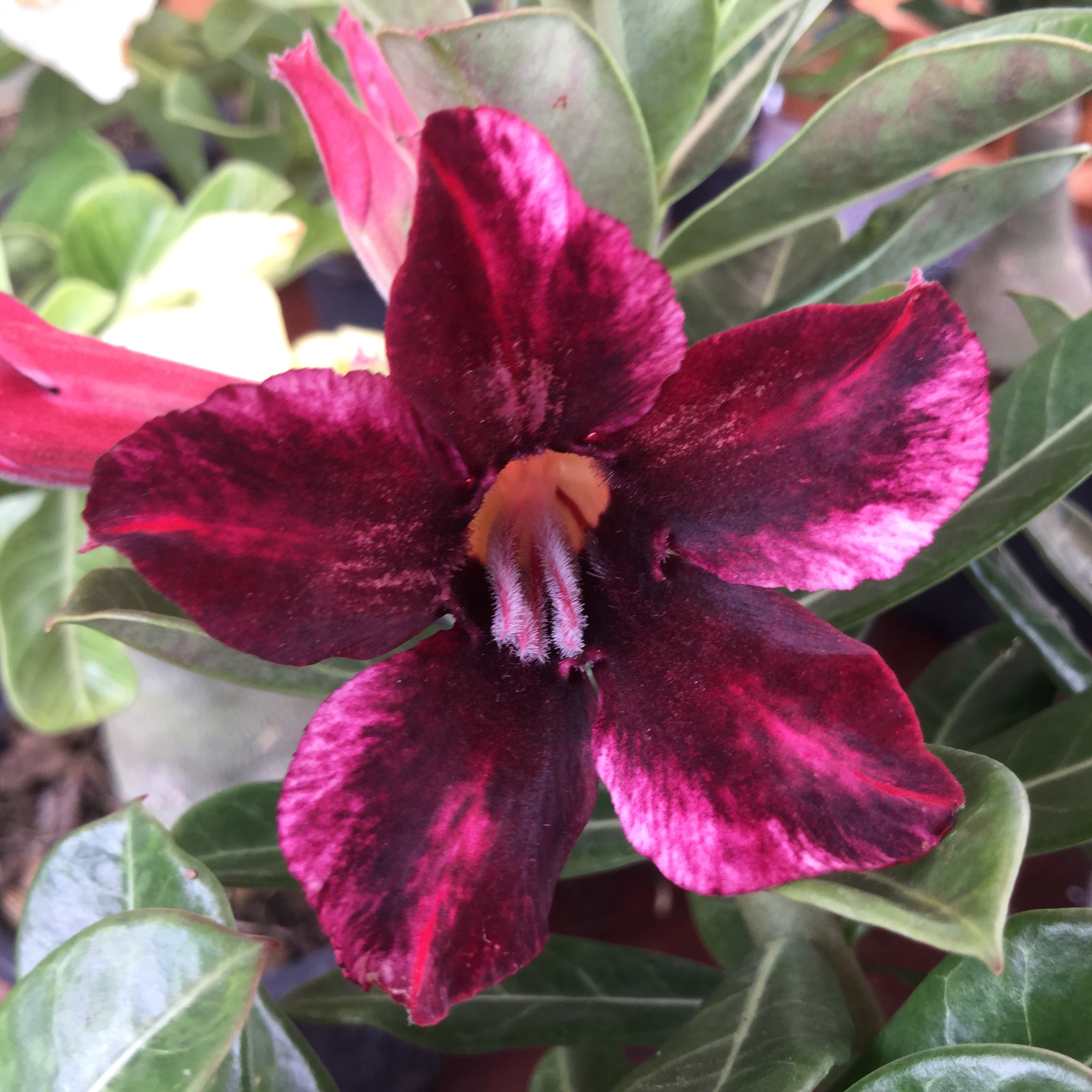 Adenium violet star - ThaiFlora