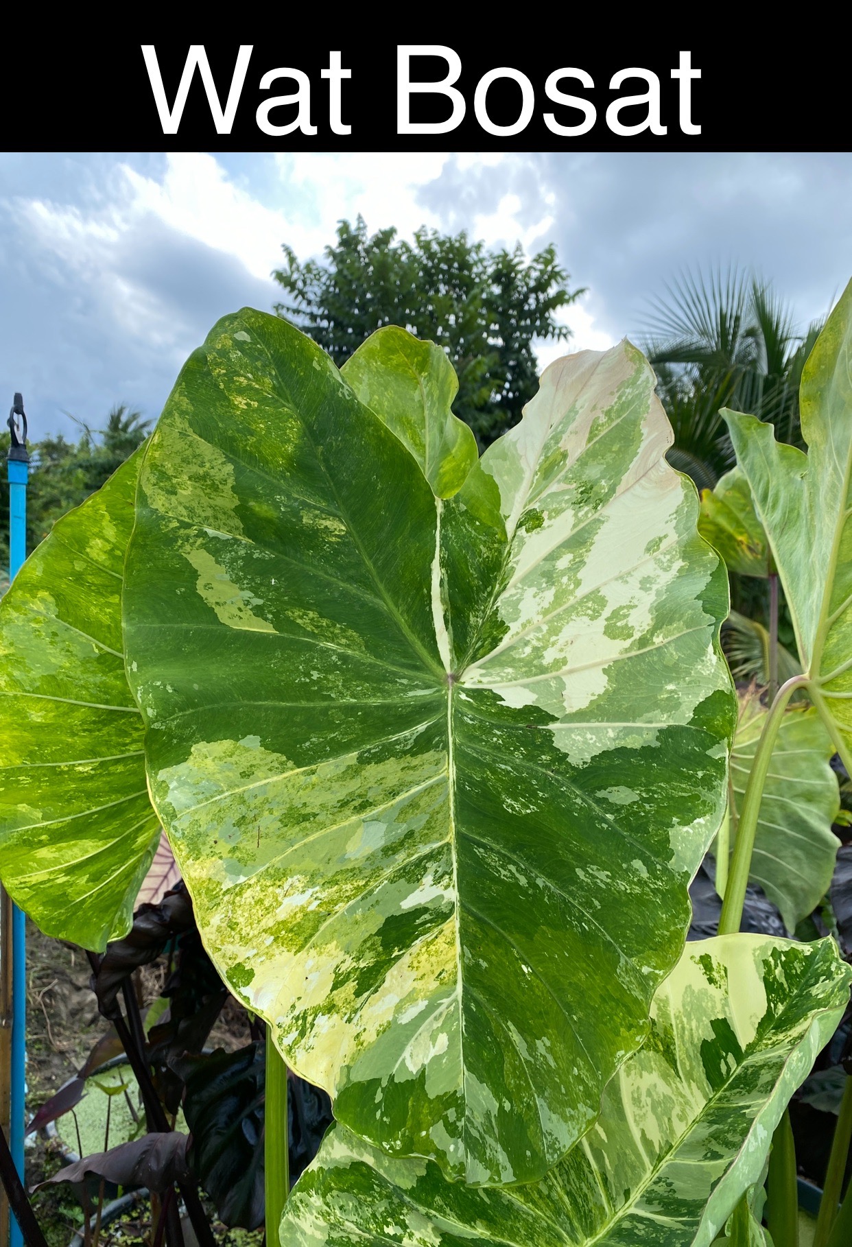 Colocasia wat bosat - ThaiFlora