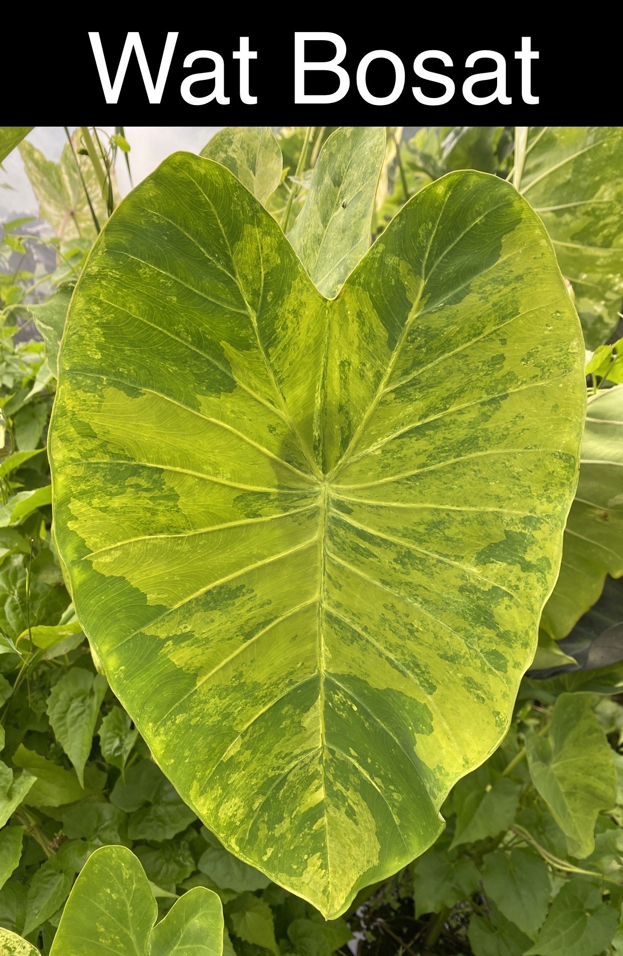 Colocasia wat bosat - ThaiFlora