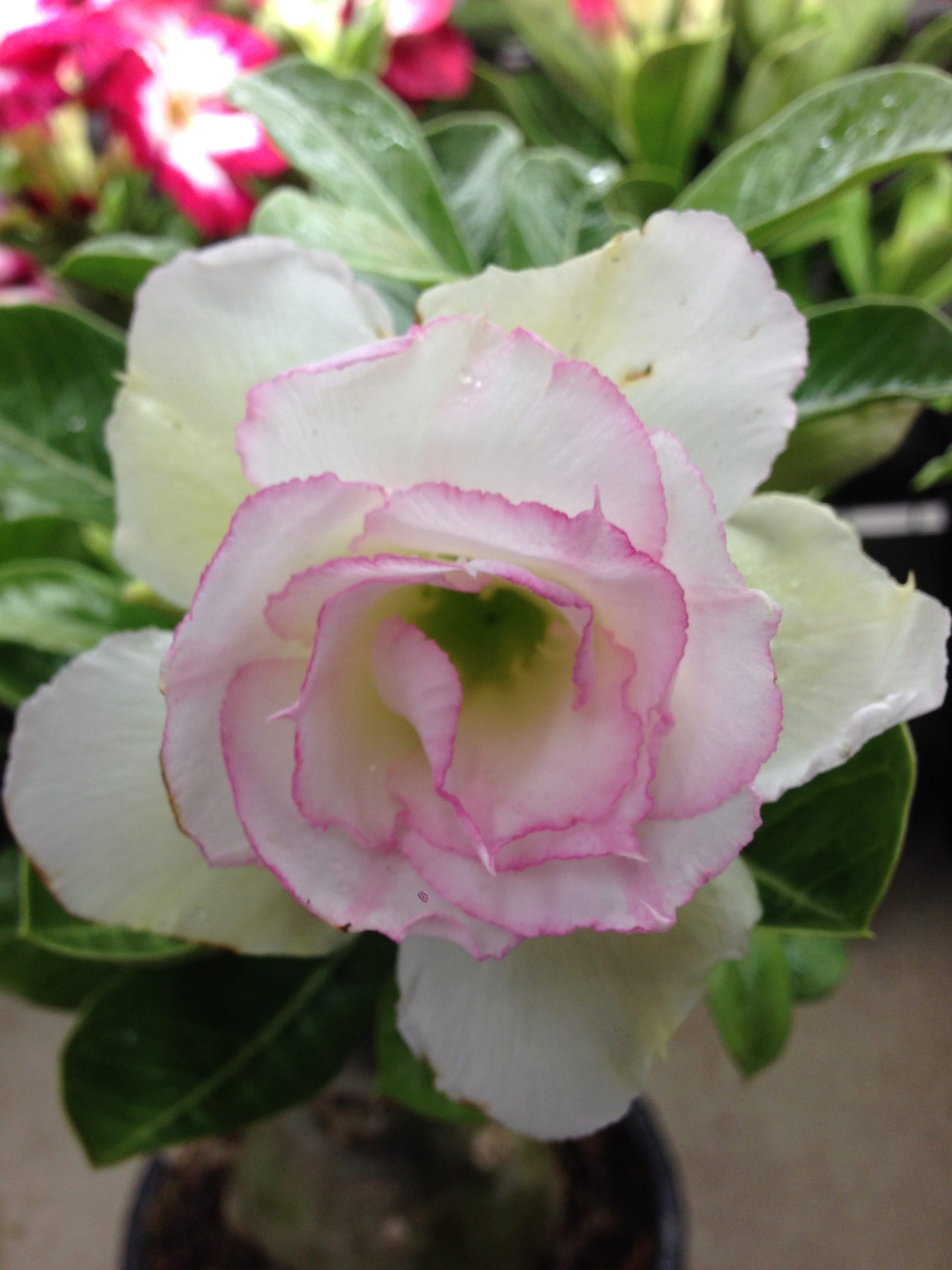 Adenium white rose - ThaiFlora