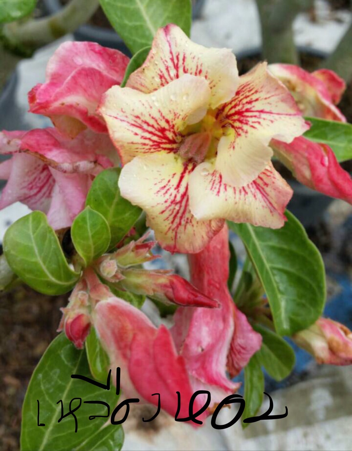 Adenium Yellow perfume - ThaiFlora