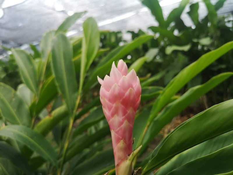Alpinia purpurata pink - ThaiFlora