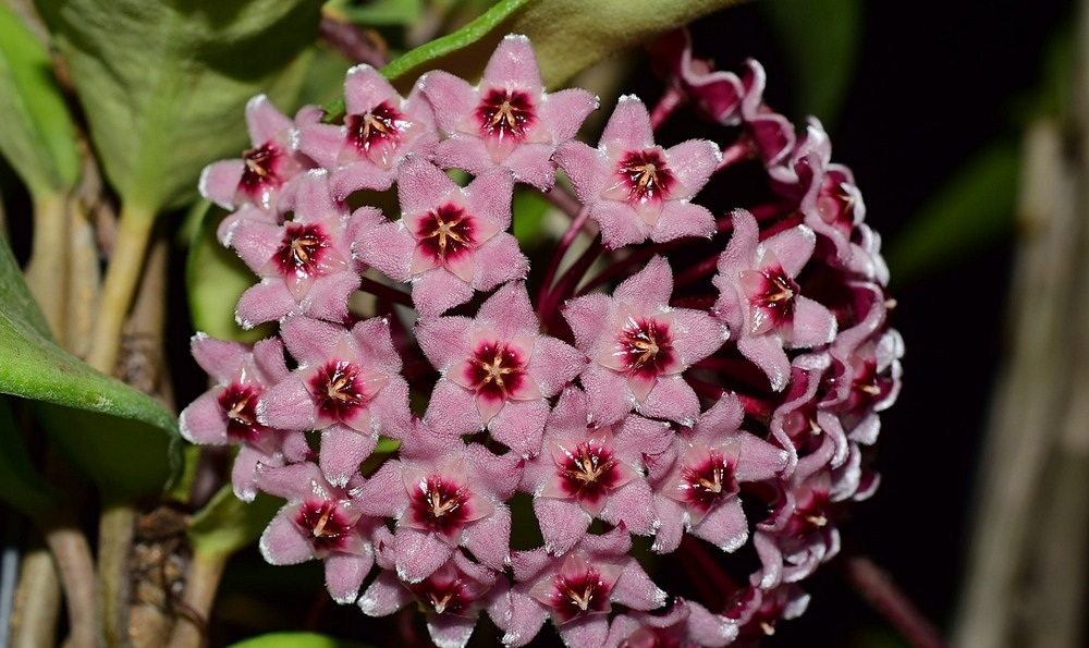 Hoya carnosa krimson princess, (large) - ThaiFlora