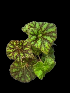Begonia curly lion Hybrid - ThaiFlora
