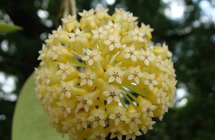 Hoya cv Viola ( rooted cutting ) - ThaiFlora