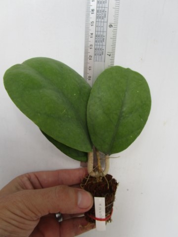 Hoya cv Viola ( rooted cutting ) - ThaiFlora