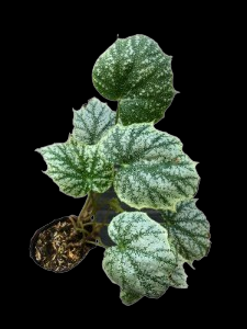 Begonia formosana botanical - ThaiFlora