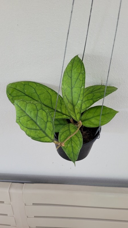 Hoya irina (large) - ThaiFlora