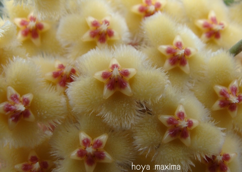 Hoya maxima red corona ( rooted cutting ) - ThaiFlora