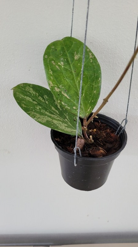 Hoya michelle (large) - ThaiFlora