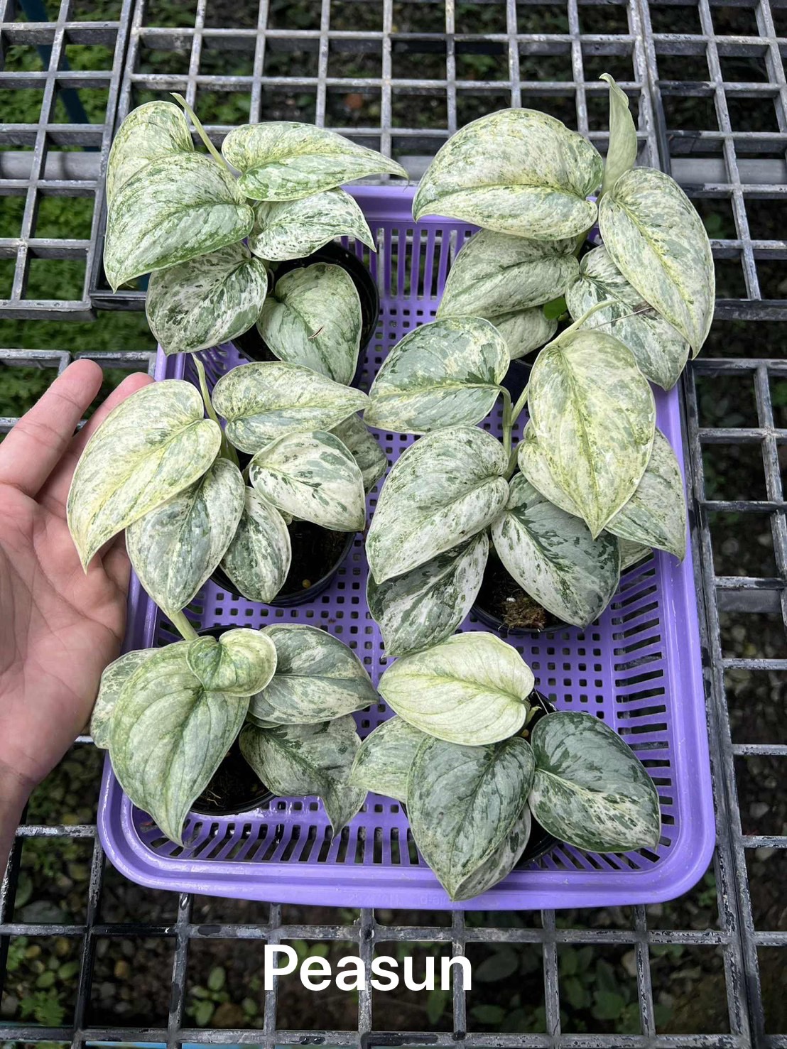 Scindapsus peasun - ThaiFlora