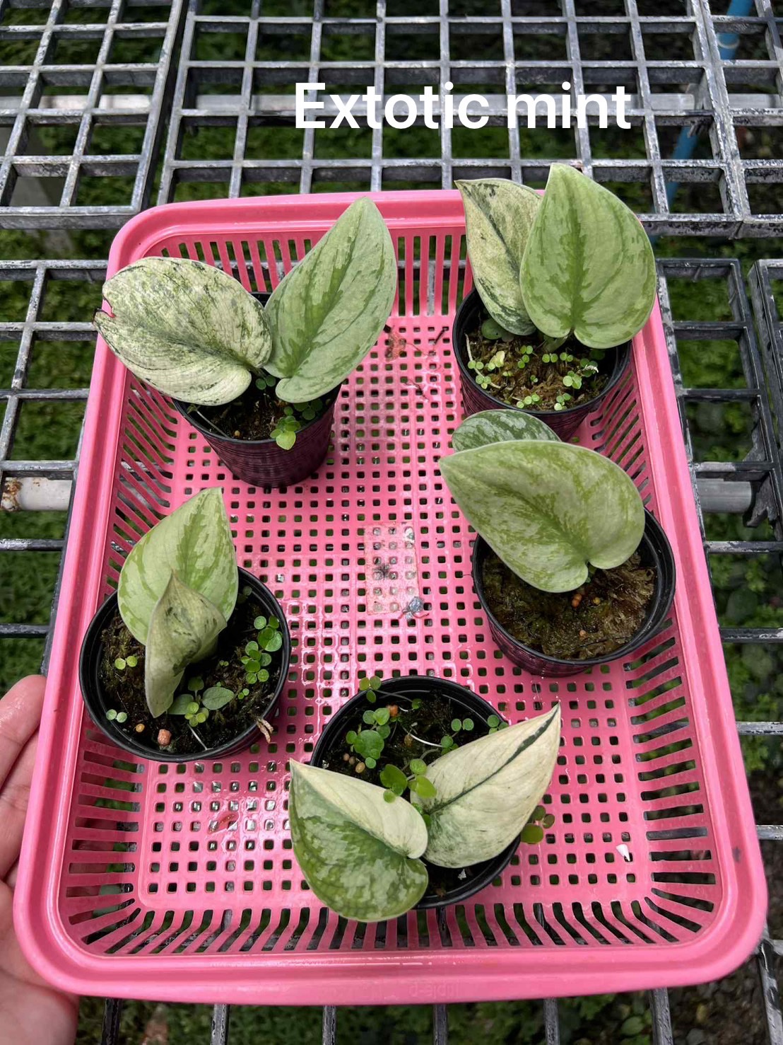 Scindapsus exotic mint - ThaiFlora