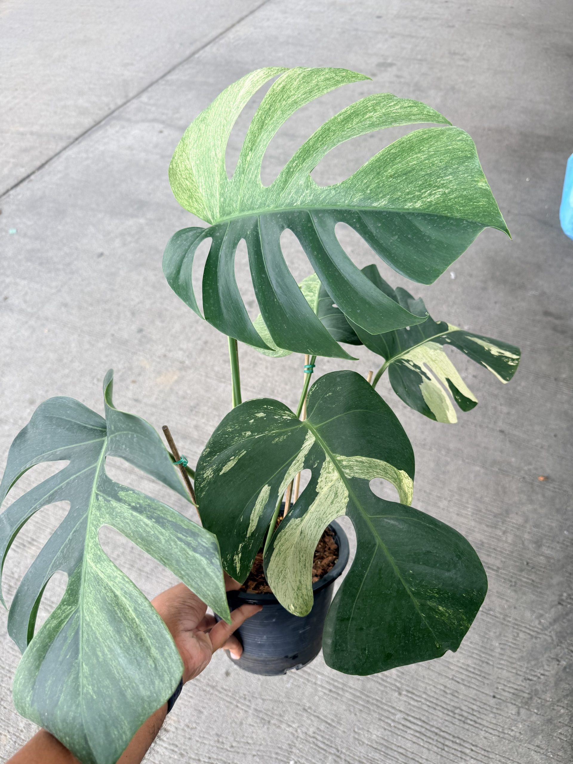 Monstera Mint 3 Leaf - ThaiFlora